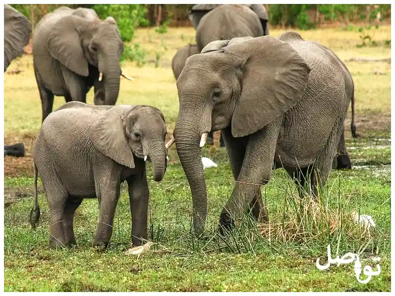 أذكى 10 حيوانات بالترتيب .. من بينها الأخطبوط والخنازير - تواصل