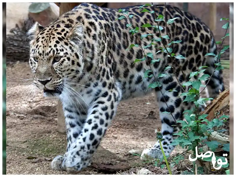 أكثر 10 حيوانات مهددة بالانقراض في العالم لا تعرفها - تواصل